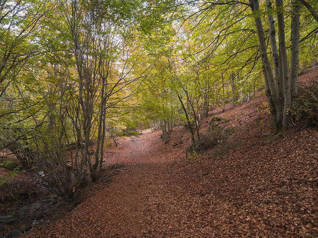 Los 5 hayedos más bonitos de España – Blog de Turismo Rural