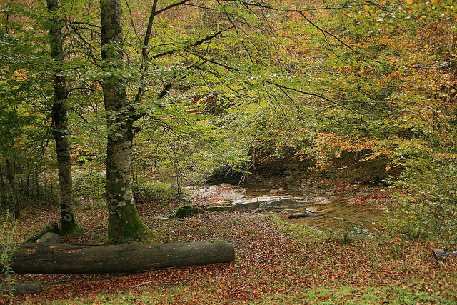 Los 5 hayedos más bonitos de España – Blog de Turismo Rural