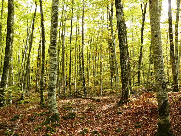 15 sorprendentes bosques para perderte – Blog de Turismo Rural