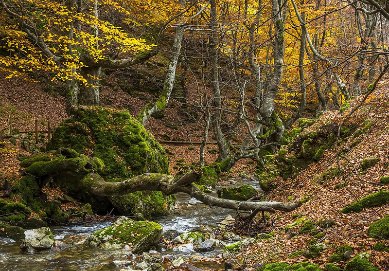 15 sorprendentes bosques para perderte – Blog de Turismo Rural