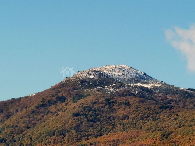 Higueral de La Sayuela - Sayuelo en El Raso (Ávila)