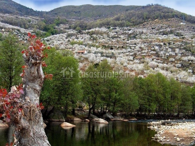 El Cerezal del Jerte en Navaconcejo (Cáceres)